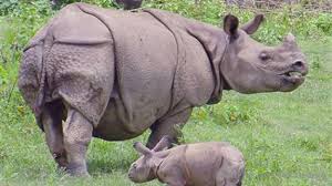 Anak Badak Jawa Lahir di Alam Liar - PONTAS.ID