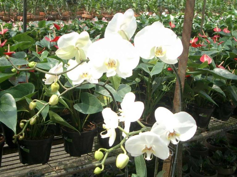 Mentan Dorong Perusahaan Eka Karya Flora Buka Akses Pasar Anggrek ...